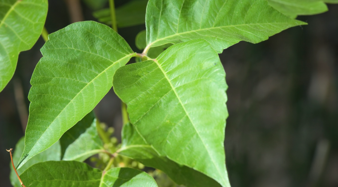 Noticing more poison ivy? Here’s why the plant is spreading in Central ...