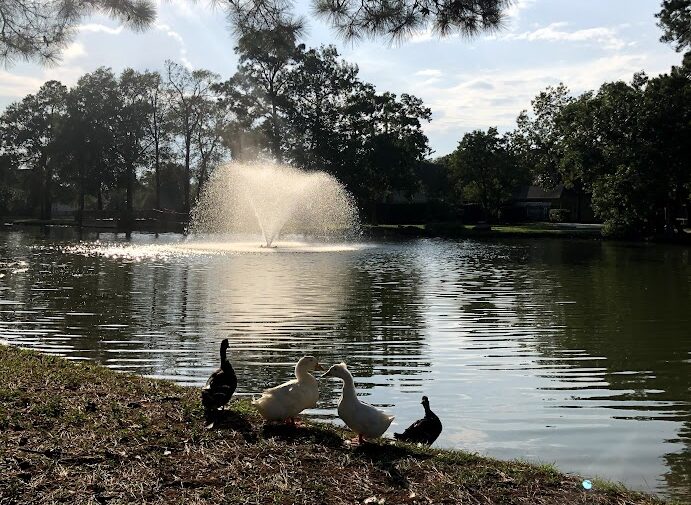 DUCK POND » ¡Que Onda Magazine!