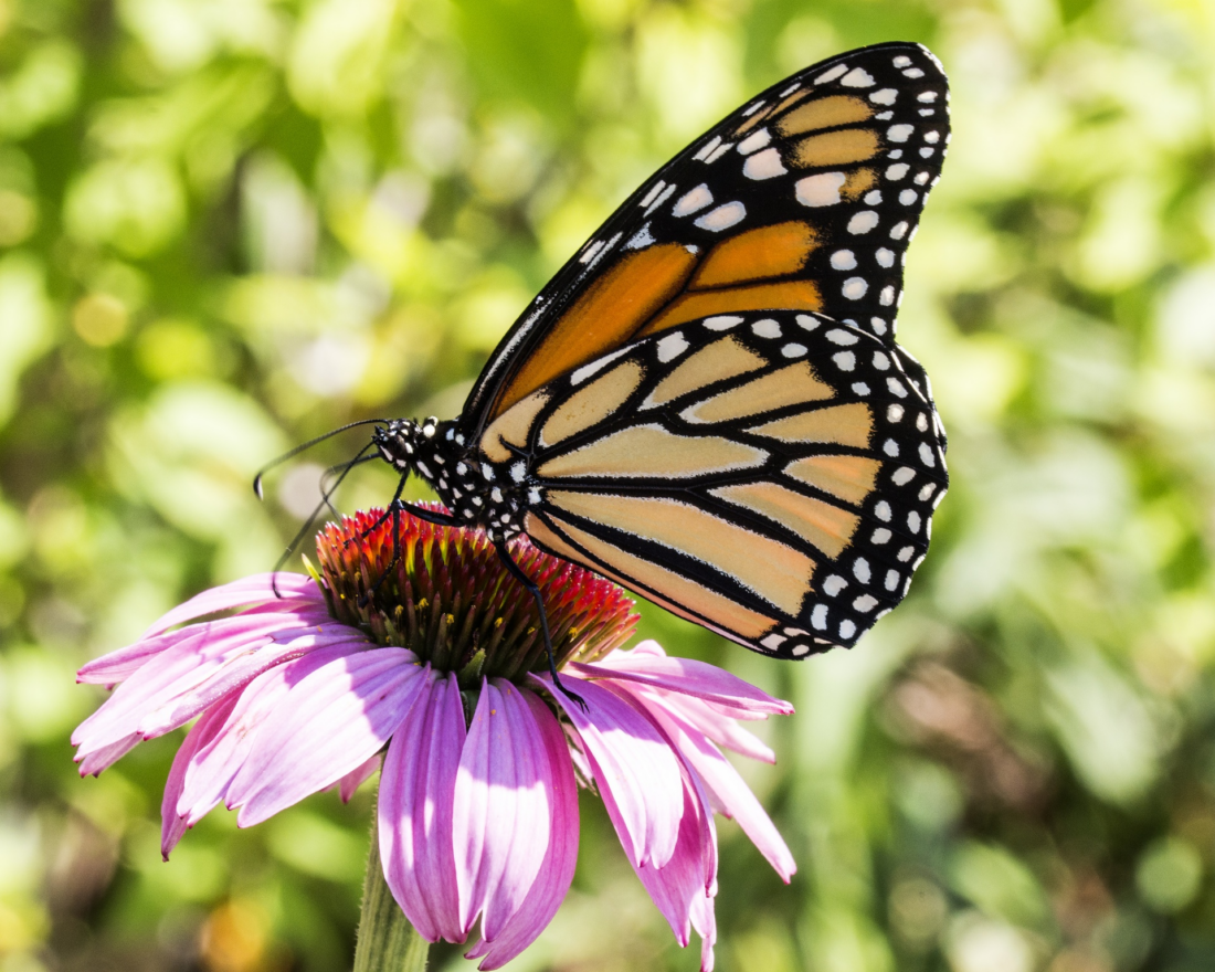 From Monarchs to Bees: How to Help Pollinators This Spring » ¡Que Onda ...